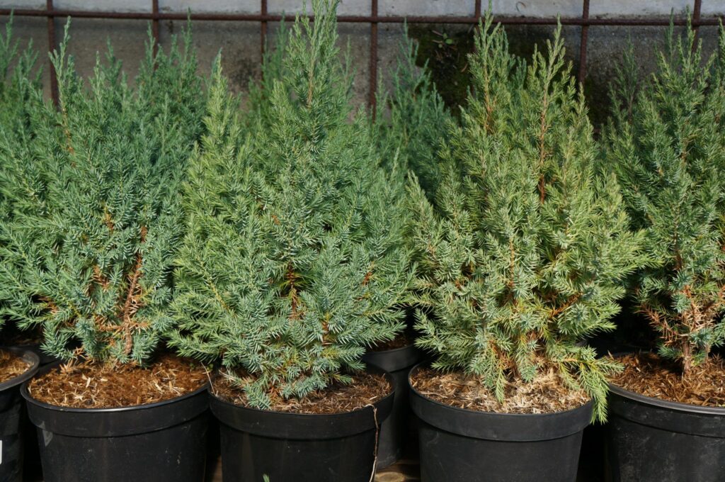 Juniperus Stricta - Casla Jardinería