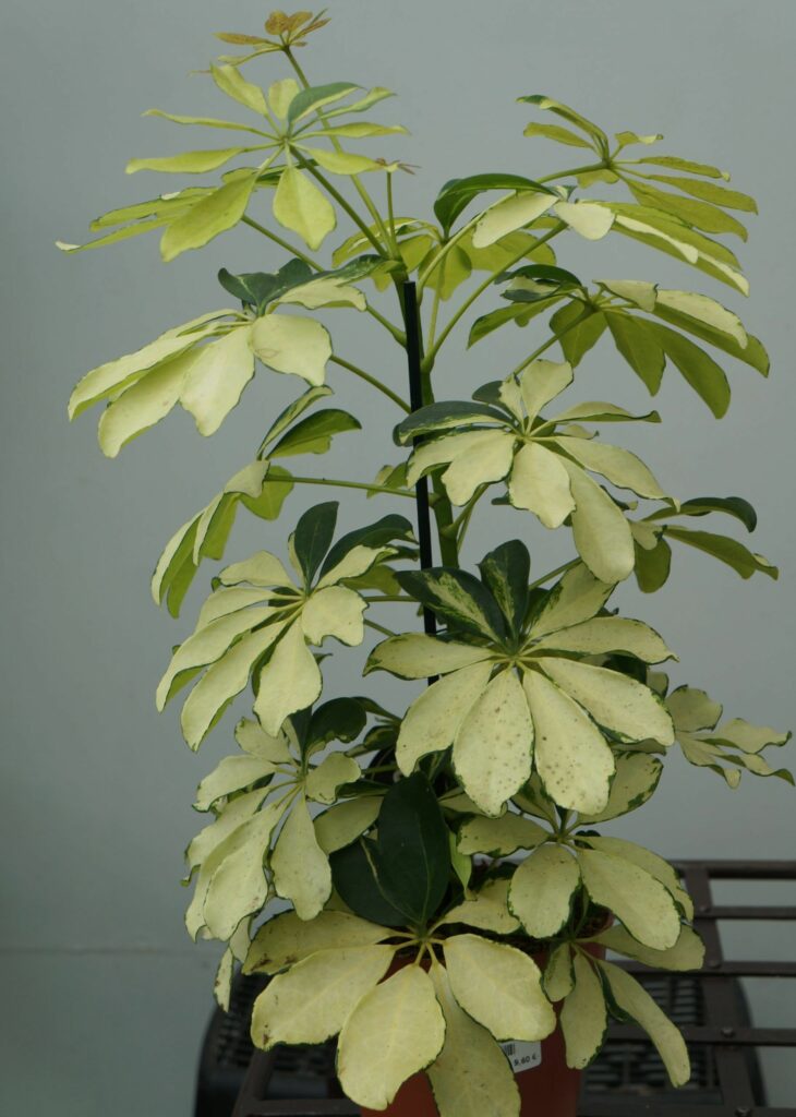 Schefflera Gold Capella - Casla Jardinería